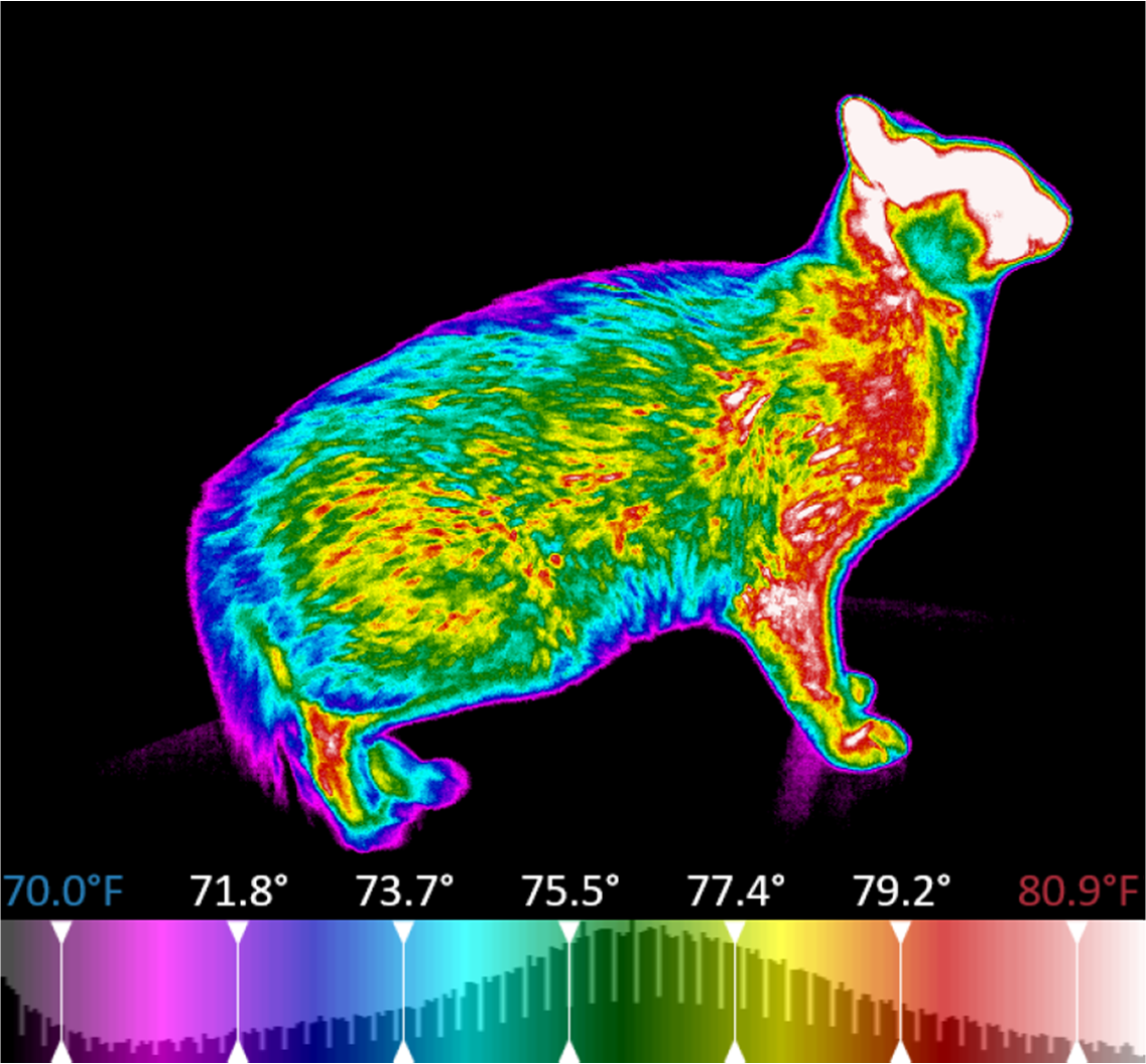 WellVu Veterinary Companion